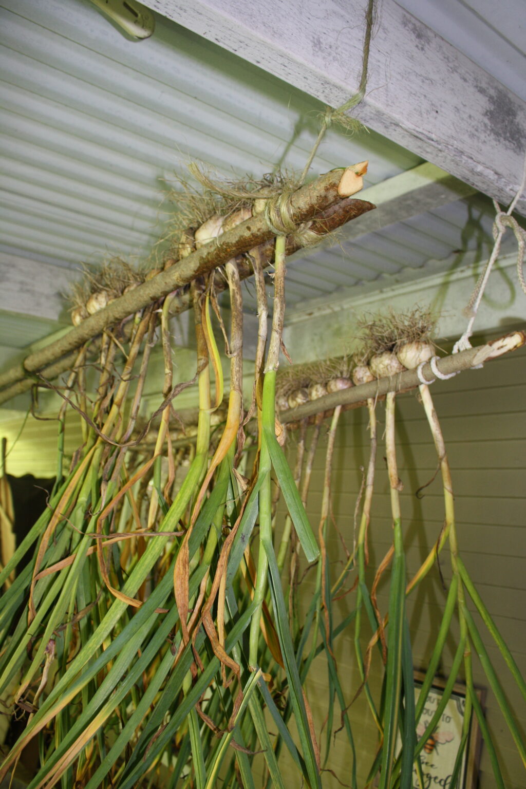 How to build an Easy Garlic Drying Rack - Peasant Ways for Modern Days