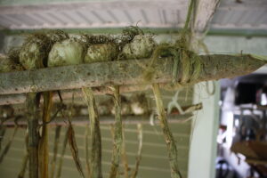 How to build an Easy Garlic Drying Rack - Peasant Ways for Modern Days