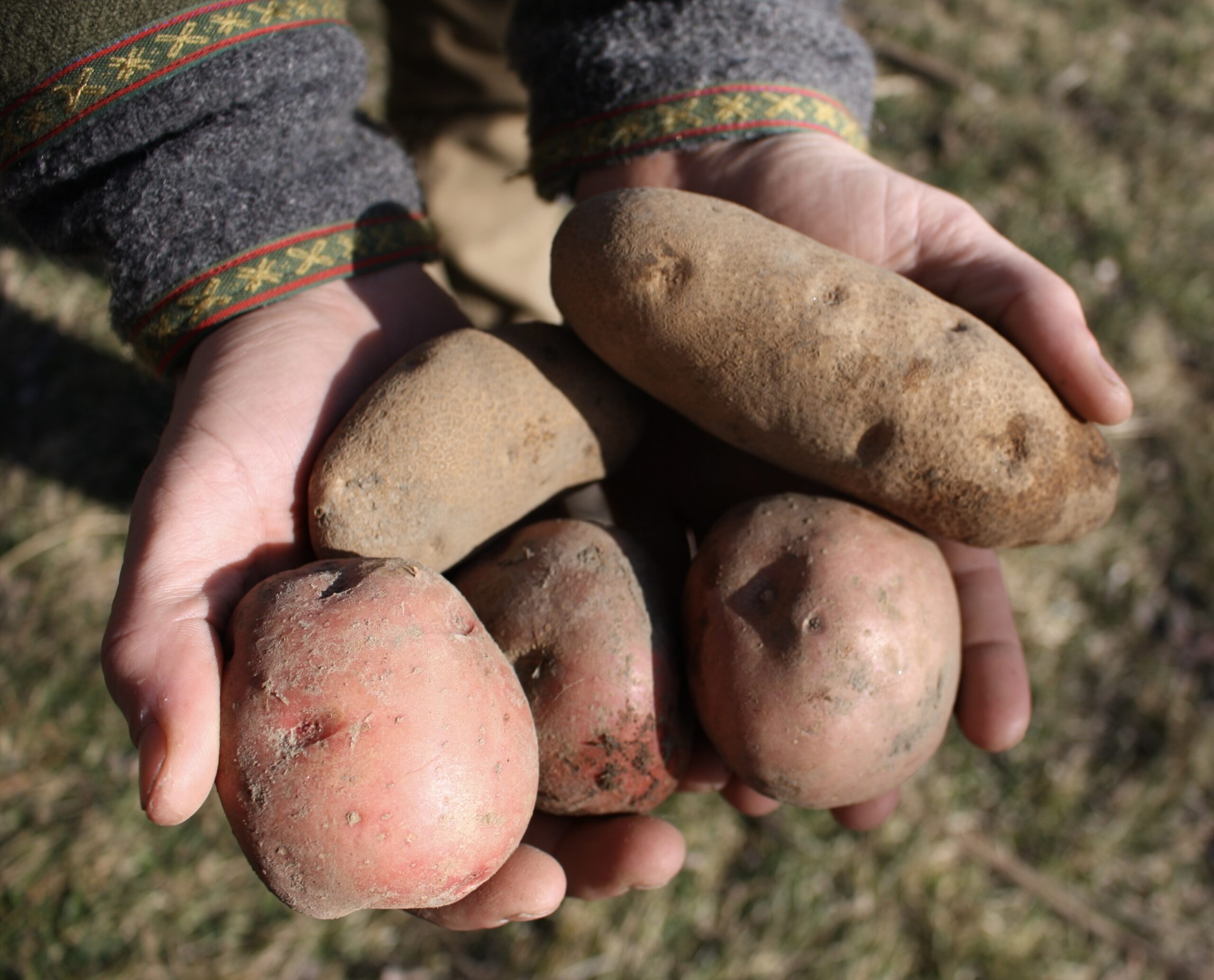 A Surprisingly Easy (and Earthy) Way to Store Your Potatoes - Peasant ...