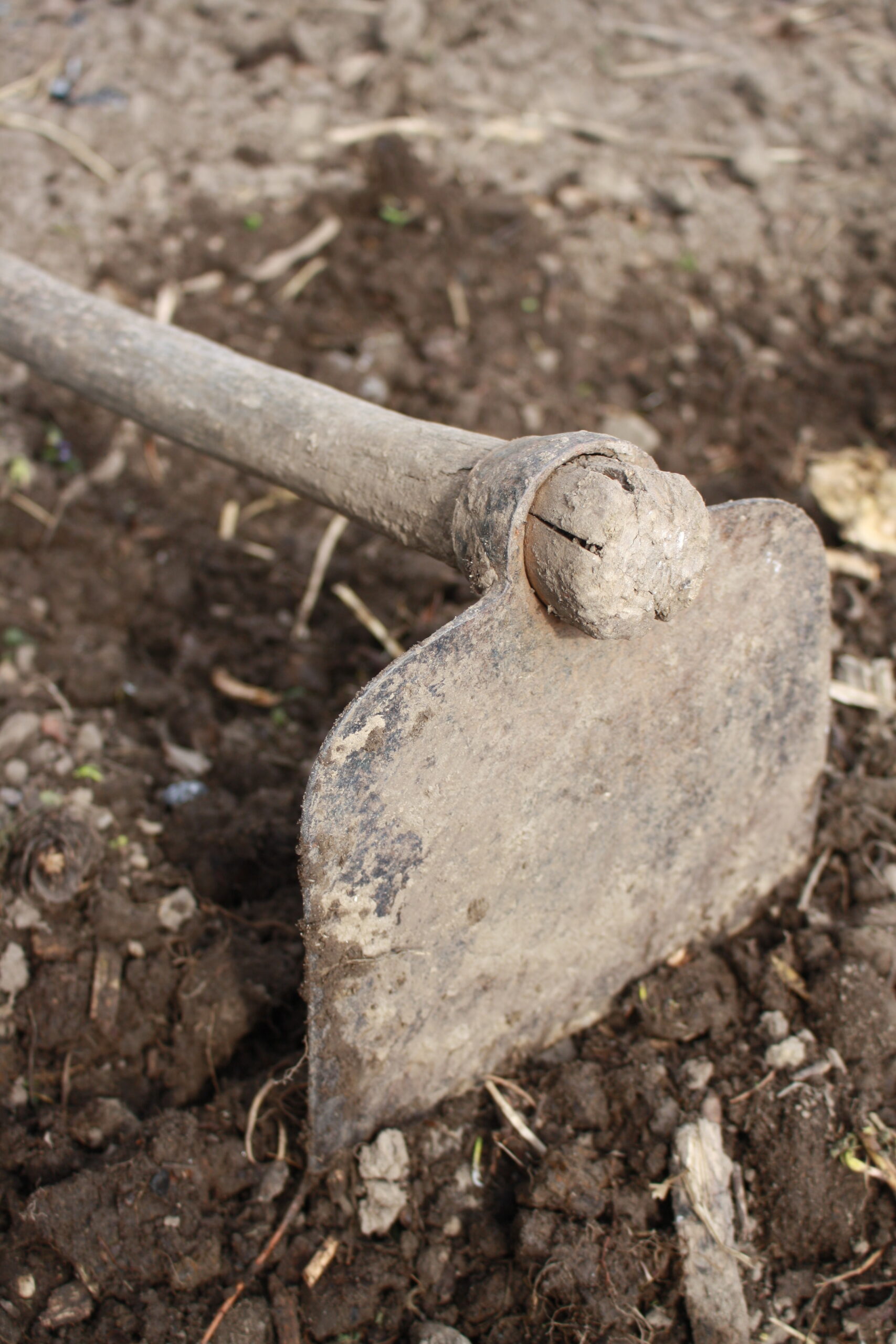 Intro to the Broad-Hoe: The Must-Have Tool for Every Homesteader ...