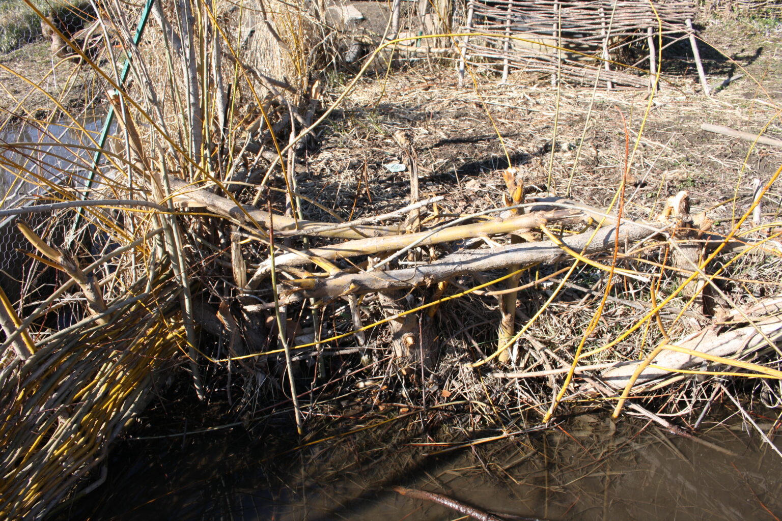 How to Appreciate a Swamp on your Homestead - Peasant Ways for Modern Days