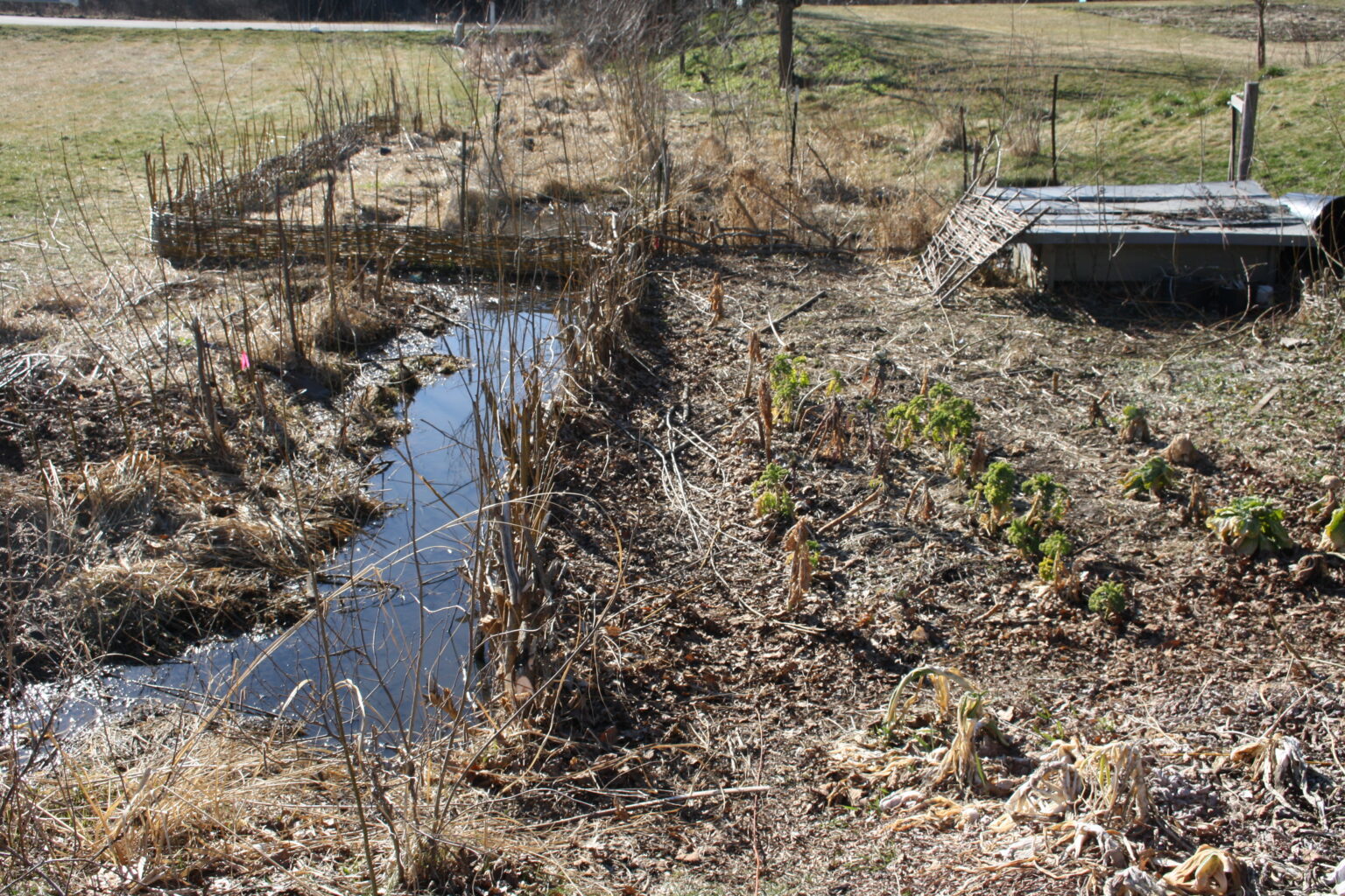 How to Appreciate a Swamp on your Homestead - Peasant Ways for Modern Days